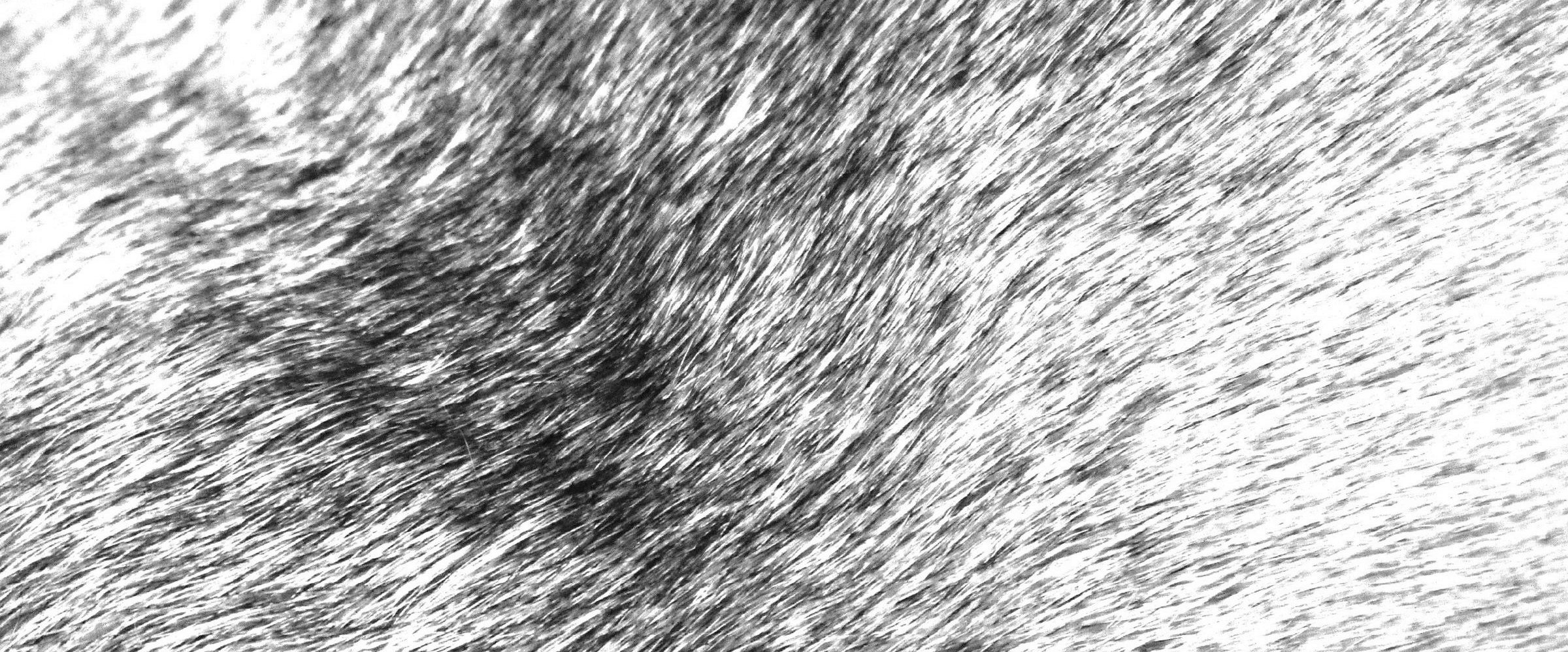 Fat Pug | Maplewood Brewery & Distillery